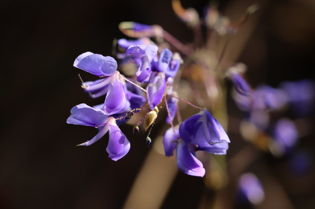 The Legend of the Khun Tan Orchid – Salaween, un journal de voyage